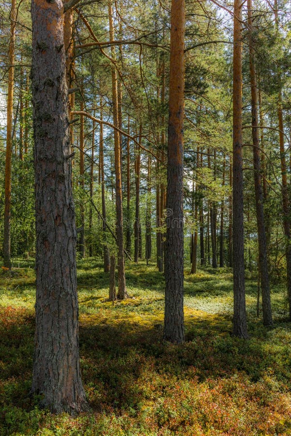 Light and Shadows among the Pine Trees of the Linnansaari National Park ...