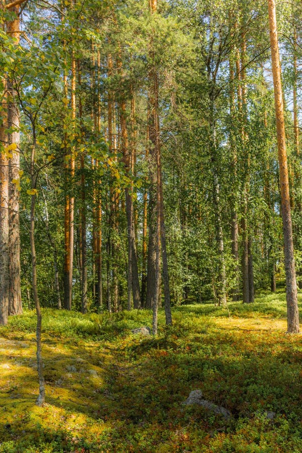 Light and Shadows among the Pine Trees of the Linnansaari National Park ...