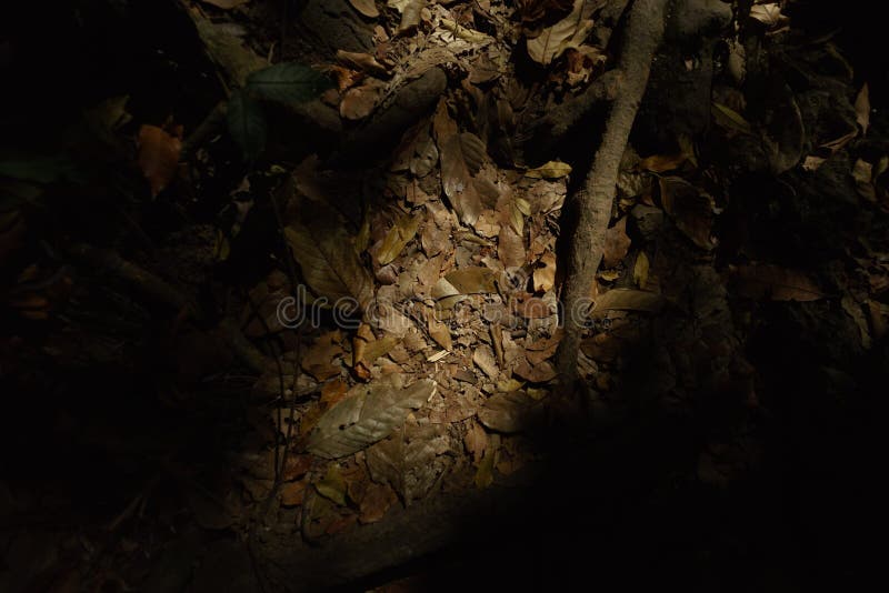 Light Shines on Dry Leaves in the Forest Stock Image - Image of underground, rock: 319749067
