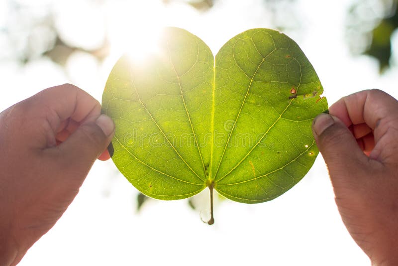 Light Shines through the Leaves,a Backlit Leaves Stock Image - Image of ...