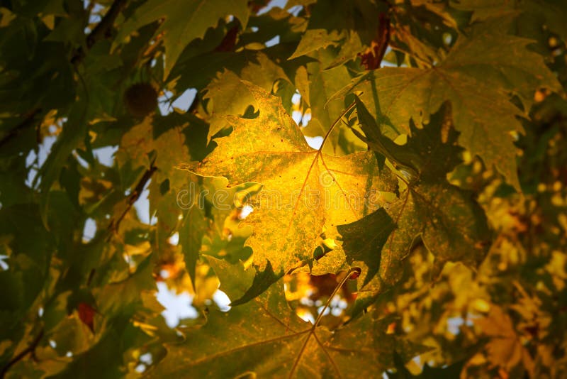 Light Shines through Translucent Autumn Leaf Stock Image - Image of ...