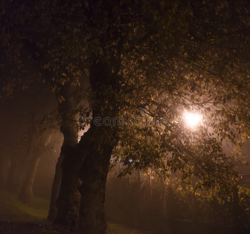 Light Shining from Behind Leafy Tree Branches Stock Image - Image of ...
