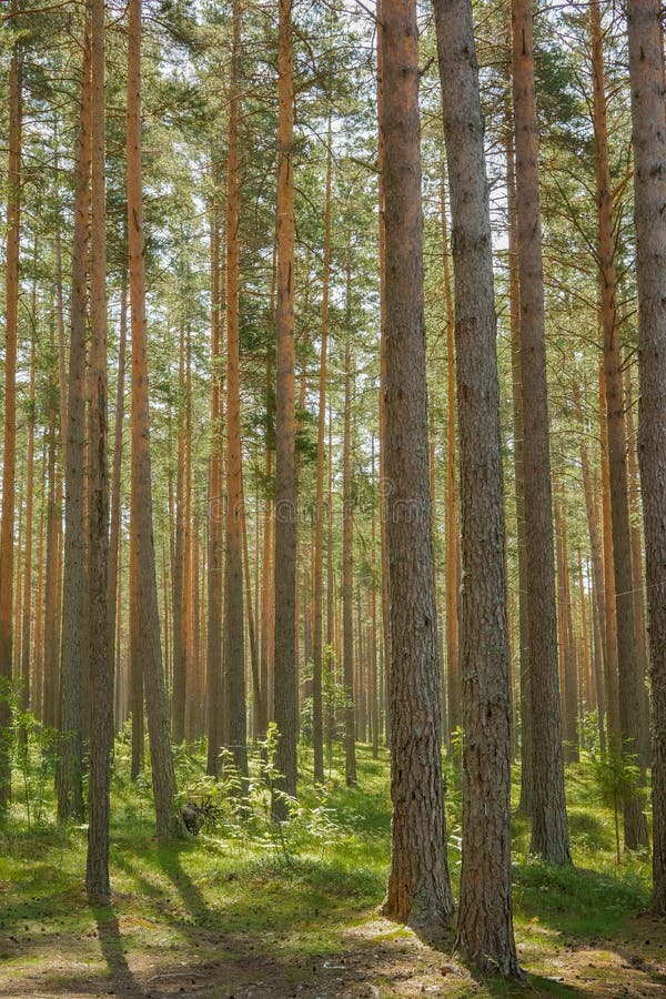 Light Shining Down in Nature Forest Stock Image - Image of leaf, season ...