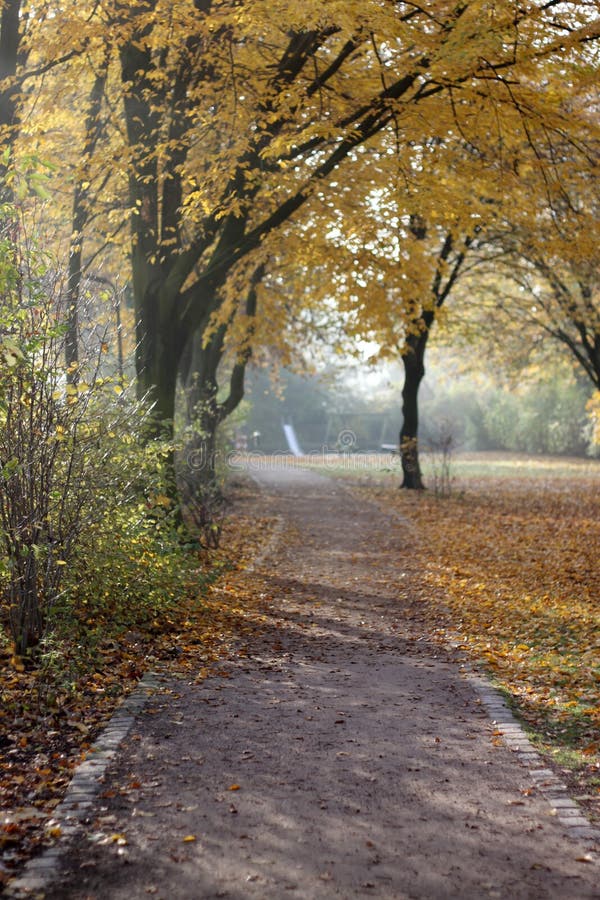 Light Shining on Foggy Forest Path Stock Image - Image of avenue, hike ...