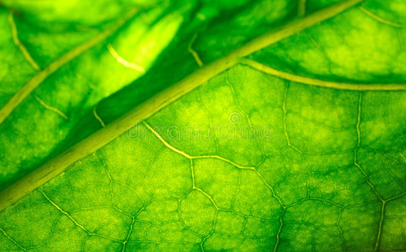 Light Shining through the Leaf Stock Photo - Image of close, macro ...