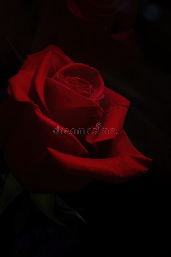 Light Shining One Red Rose Bouquet Stock Photos - Free & Royalty-Free ...