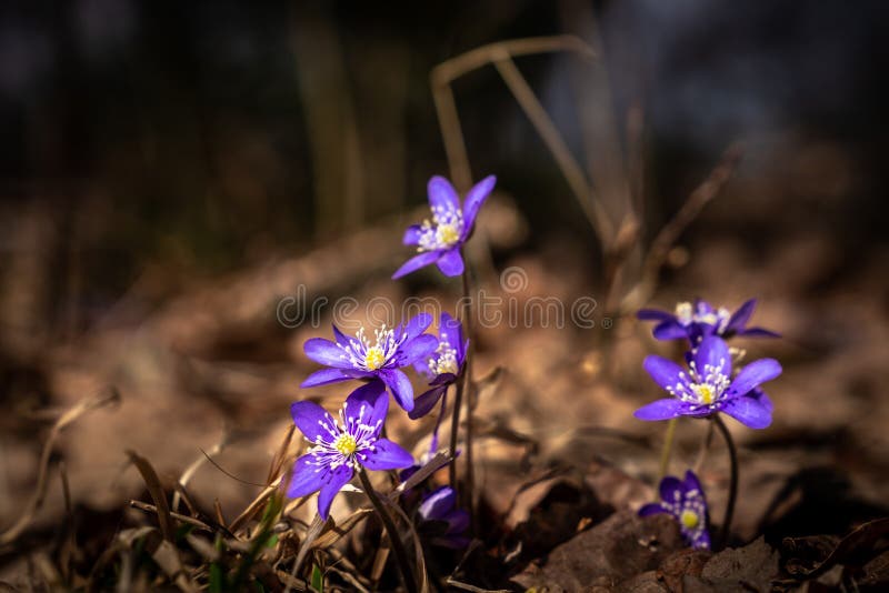 Light Shining on Purple Scilla Flowers in a Forest Glade Early Spring ...