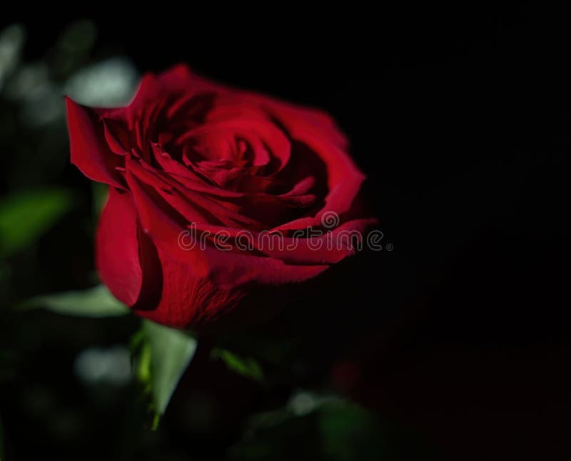 Light shining on red rose stock image. Image of bunch - 372391539