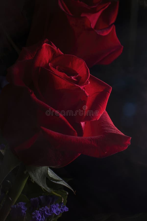 Light Shining on Red Rose Petals Stock Image - Image of light, green ...