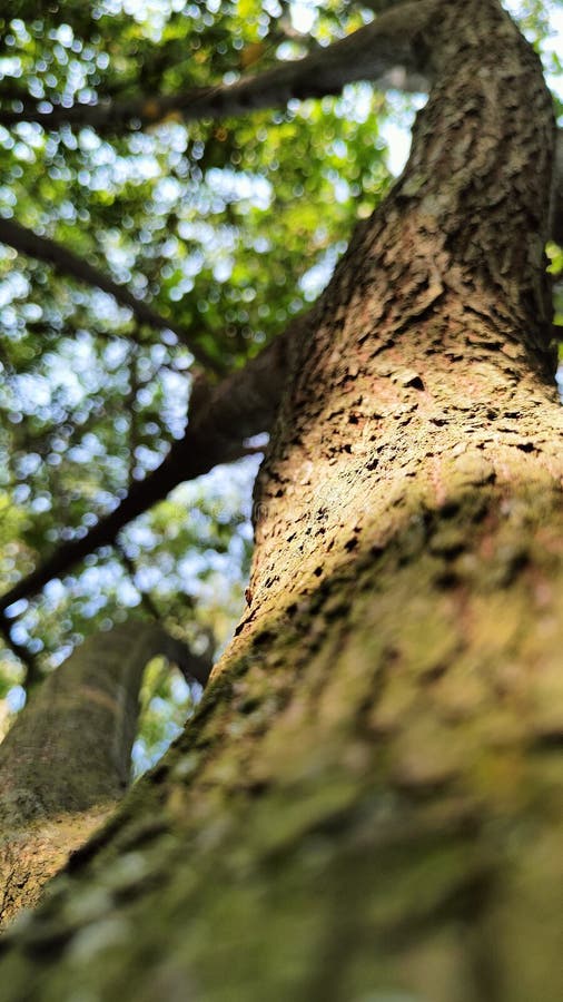The Light Shining on the Tree Trunks Was Brown Stock Photo - Image of ...