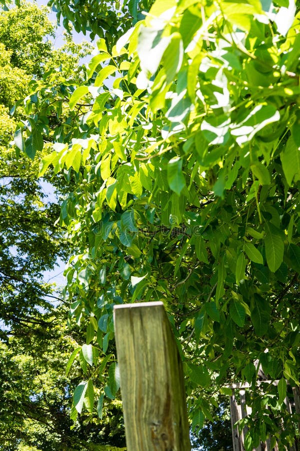 Light Shining through a Tree with Wood Pole Stock Photo - Image of ...
