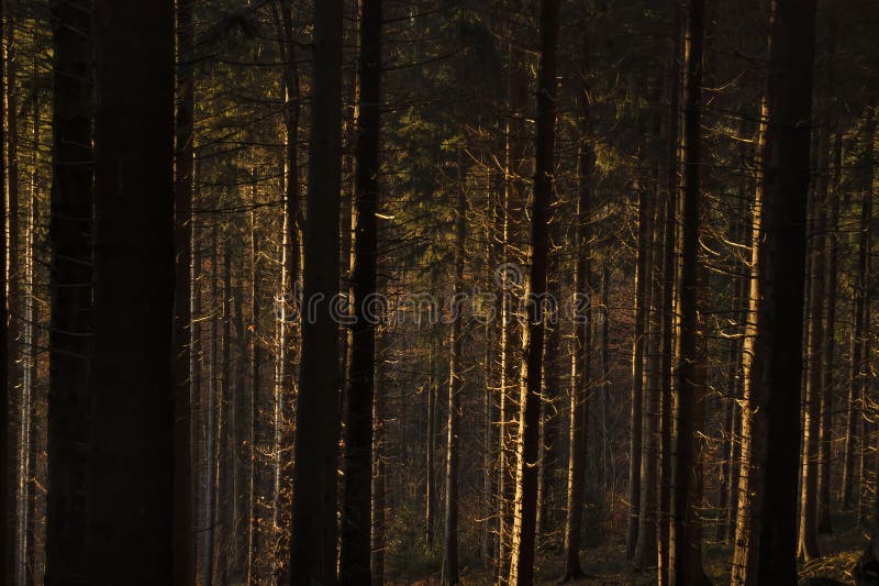 Light Shining through Trees in a Forest in the Netherlands Stock Image ...