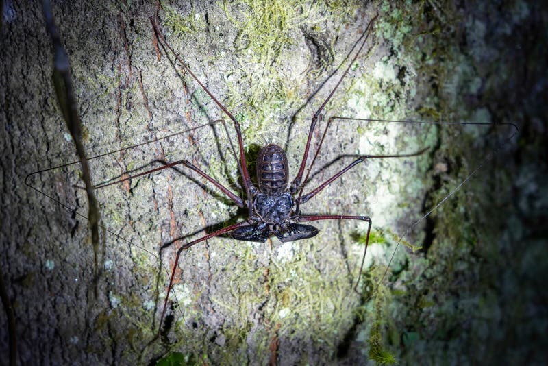 Light Shining on a Whip Spider on a Tree Trunk at Night Stock Image ...