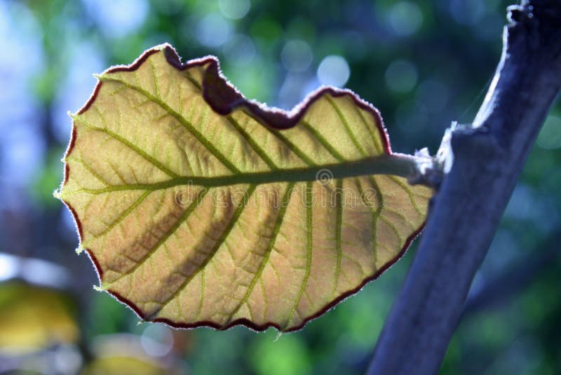 Light Leaf stock image. Image of nature, plant, flower - 203747751