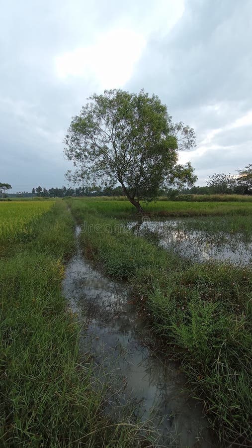The Tree and Little River in the Field Stock Photo - Image of field ...