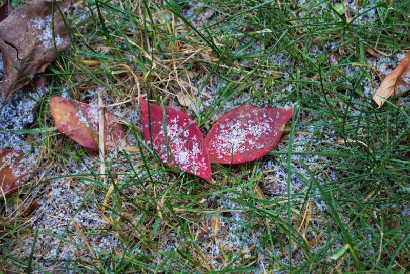 Light snow on the ground stock image. Image of close - 105651487