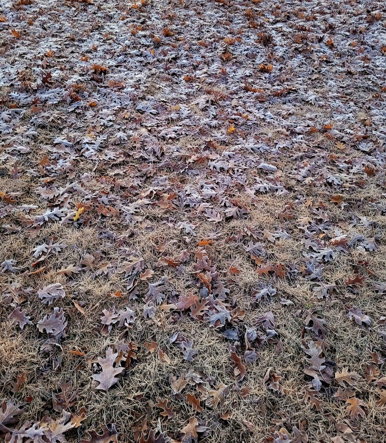 Light Snow on Fallen Leaves during Fall Stock Photo - Image of geology ...