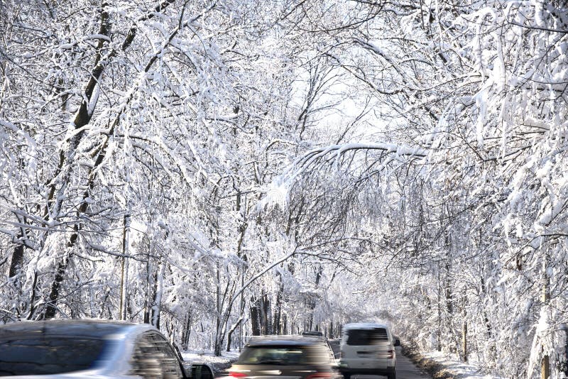Light and Snow in the Forest Stock Image - Image of silence, scene ...