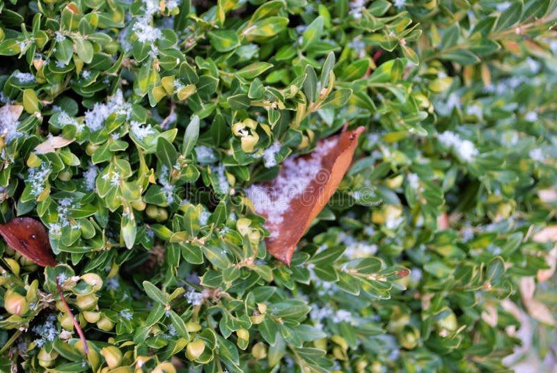 Light snow on the ground stock photo. Image of color - 105788906