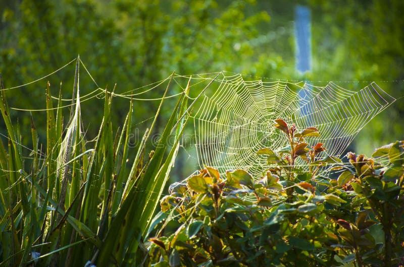 Spider line in the grass stock photo. Image of line - 157568198
