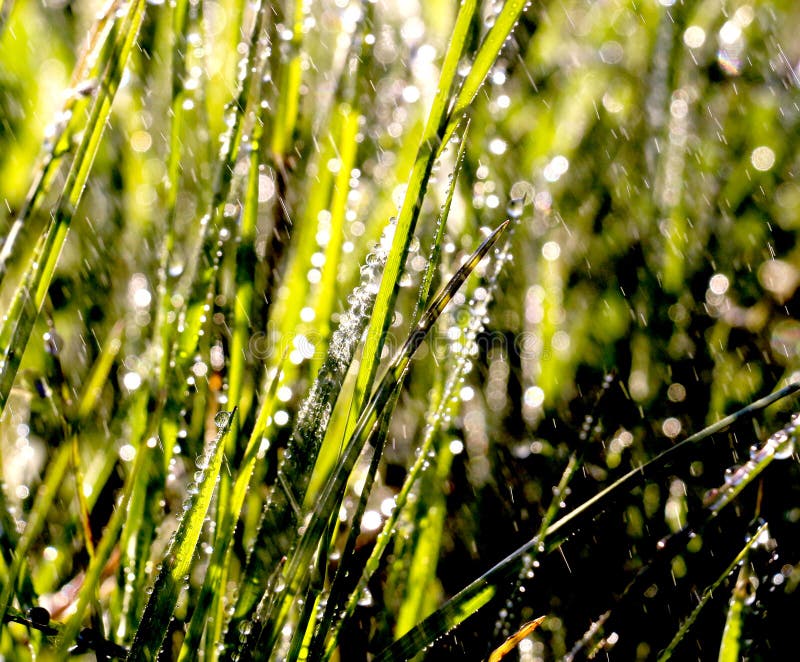 Light spring rain stock photo. Image of reflection, bubble - 70824258