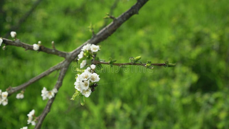 Light Spring Wind Blows on Tree Branch with White Flowers Stock Footage ...