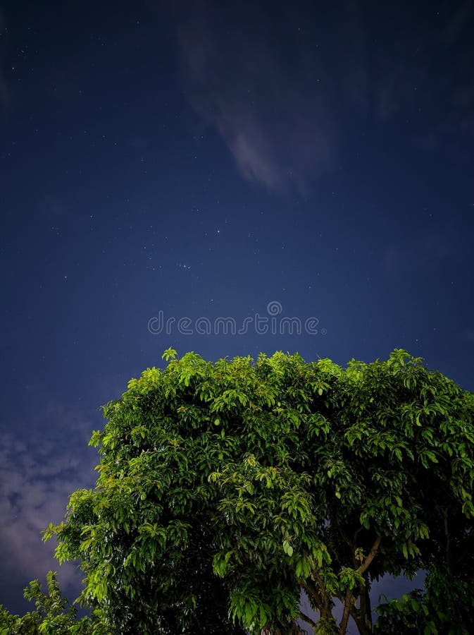 Light with the Stars and Mango Trees Stock Photo - Image of galaxy ...