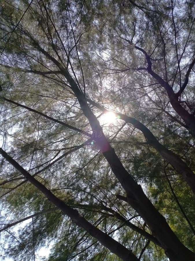 Light Streams through the Pine Leaves Stock Image - Image of deciduous ...