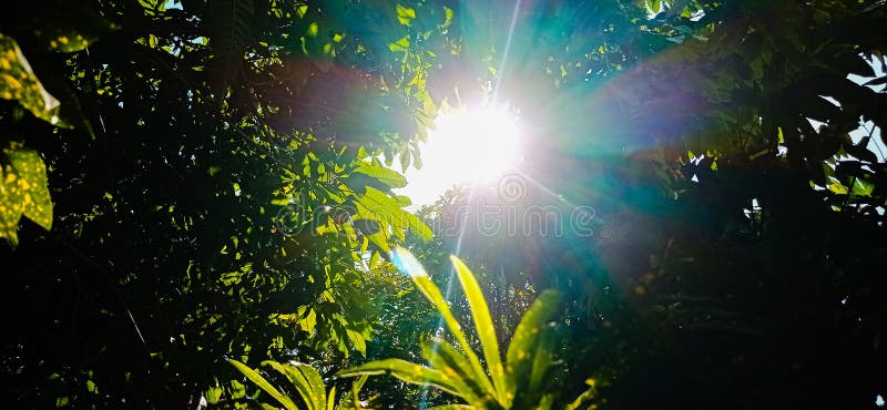 The Light of the Sun Rises Behind the Trees in the Evening the Garden ...