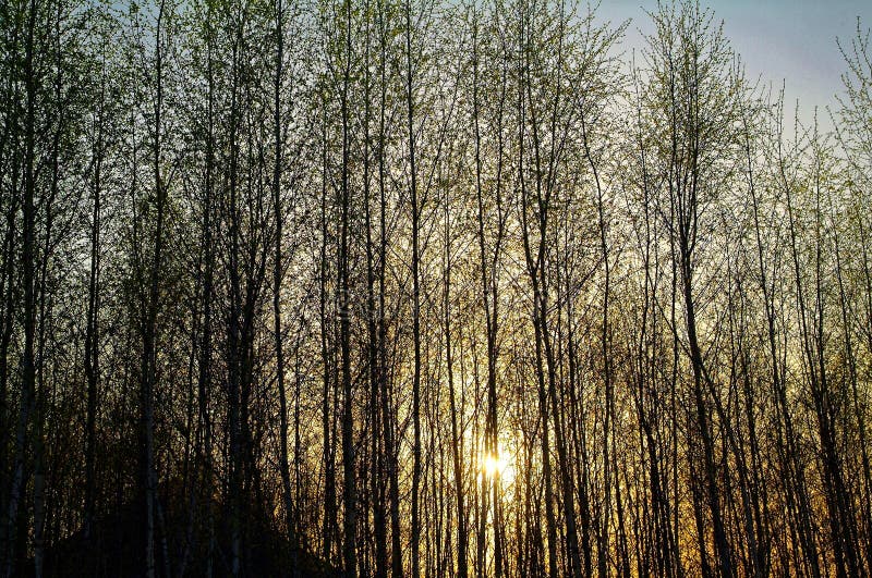 The Light of the Sun through the Trees in the Evening Stock Photo ...