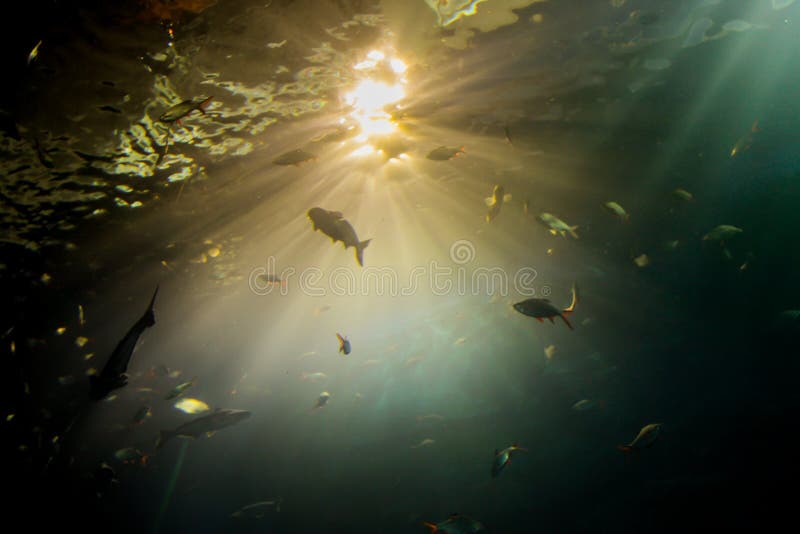 Light, Sunshine underwater stock image. Image of ripple - 143920647