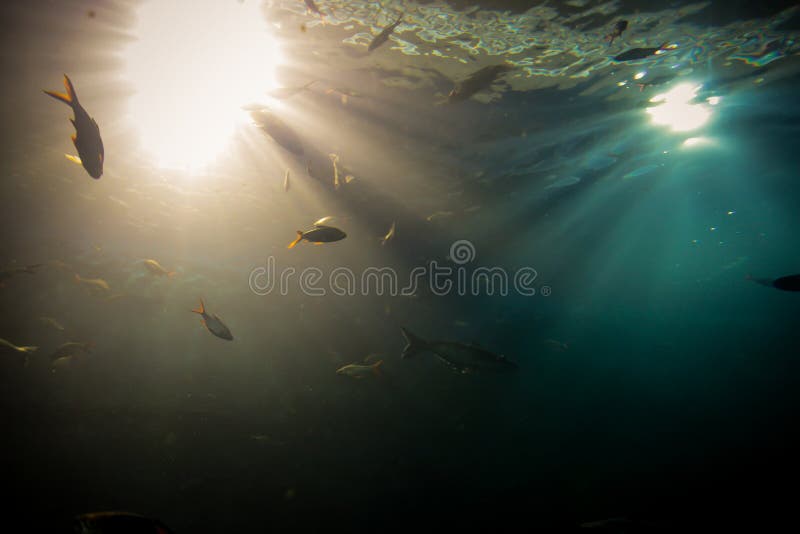 Underwater Sunshine stock photo. Image of clear, scuba - 65516632