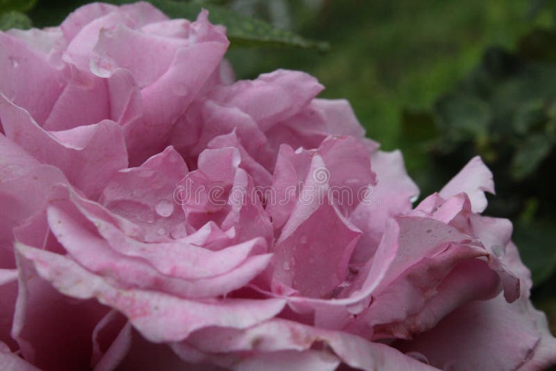 Light Swarm Peony Close-up View from the Side from Above. Flower ...