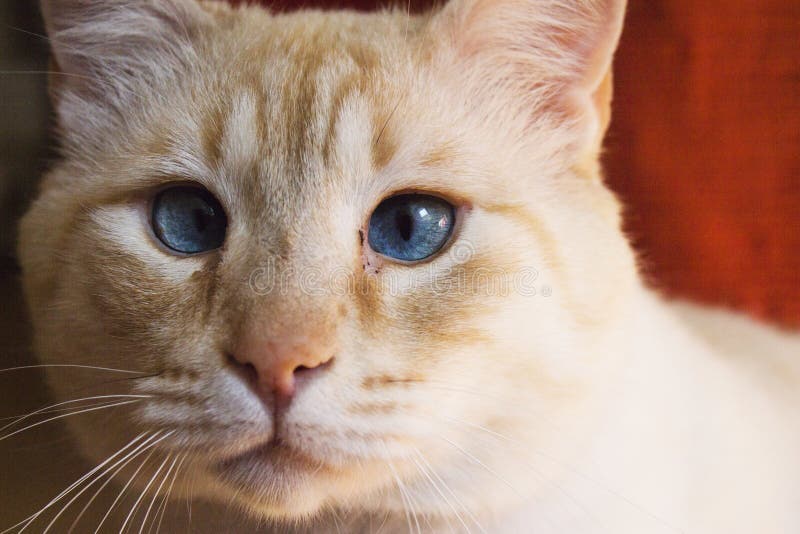 Light Tan Cat with Blue Eyes Stock Image - Image of hair, curious ...