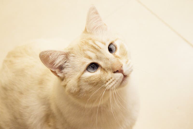 Light Tan Cat with Blue Eyes Stock Image - Image of hair, curious ...