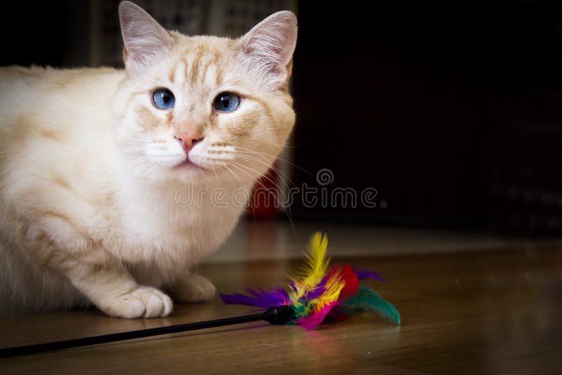 Light Tan Cat with Blue Eyes Stock Photo - Image of ears, domestic ...