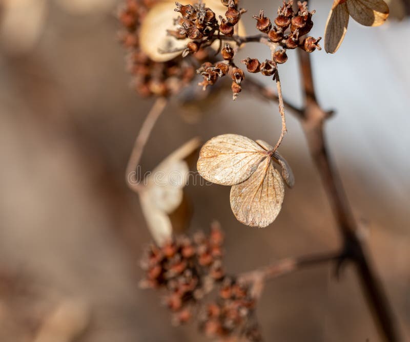 Light Tan Colour Flower on a Branch in the Park Stock Image - Image of ...