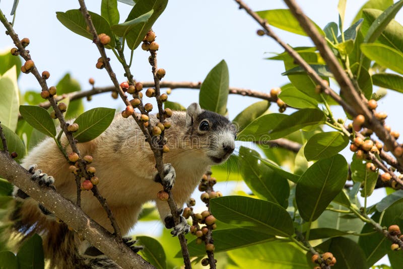 Light Tan Fox Squirrel Sciurus Niger Eats Berries Stock Image - Image ...