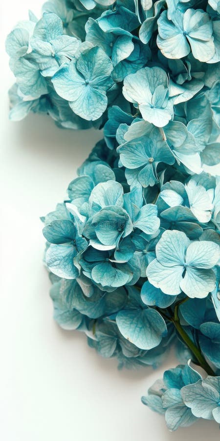 Light Teal Hydrangeas on White Background Stock Illustration ...