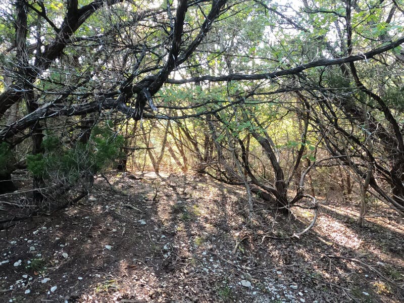 Light thru the texas trees stock photo. Image of woodland - 233889330