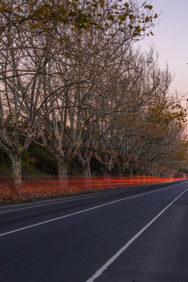 Light Trails with Winter Trees in Background Stock Image - Image of ...