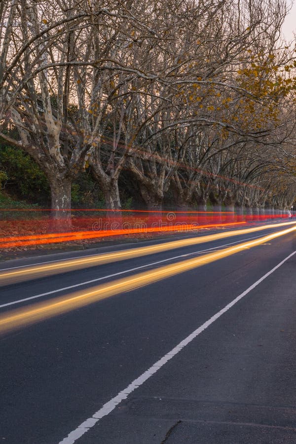 Light Trails with Winter Trees in Background Stock Photo - Image of ...