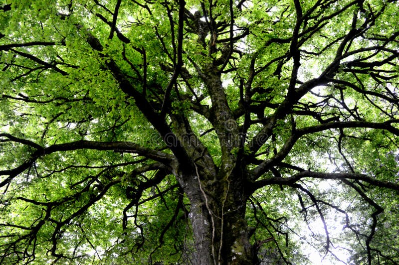 Light through Tree Canopy stock photo. Image of dramatic - 54903688