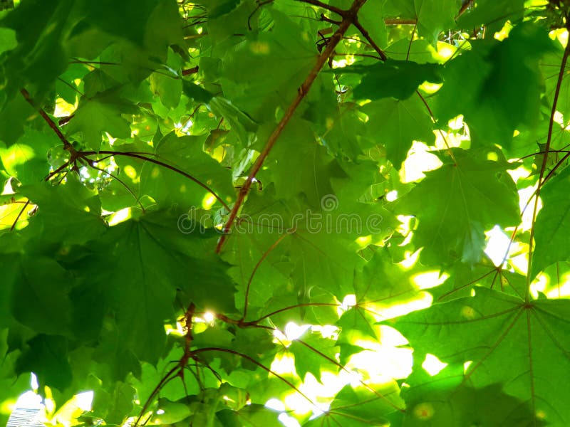 Light through tree leaves stock photo. Image of light - 121607176
