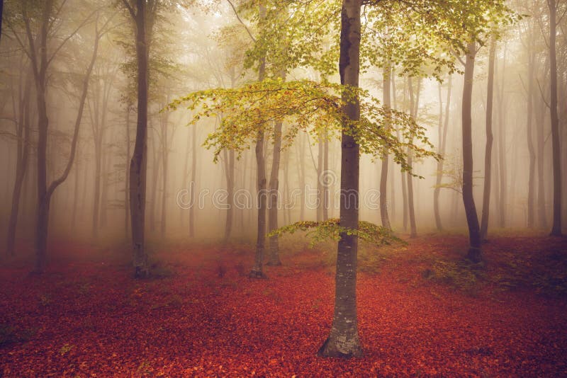 Mist forest stock photo. Image of natural, moist, season - 10571358