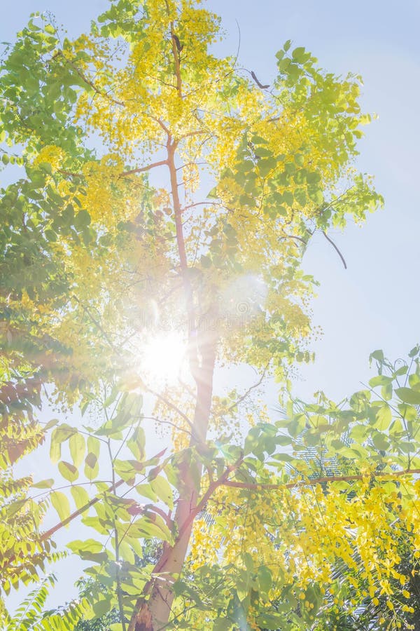 Light through tree stock photo. Image of shine, bright - 54380684
