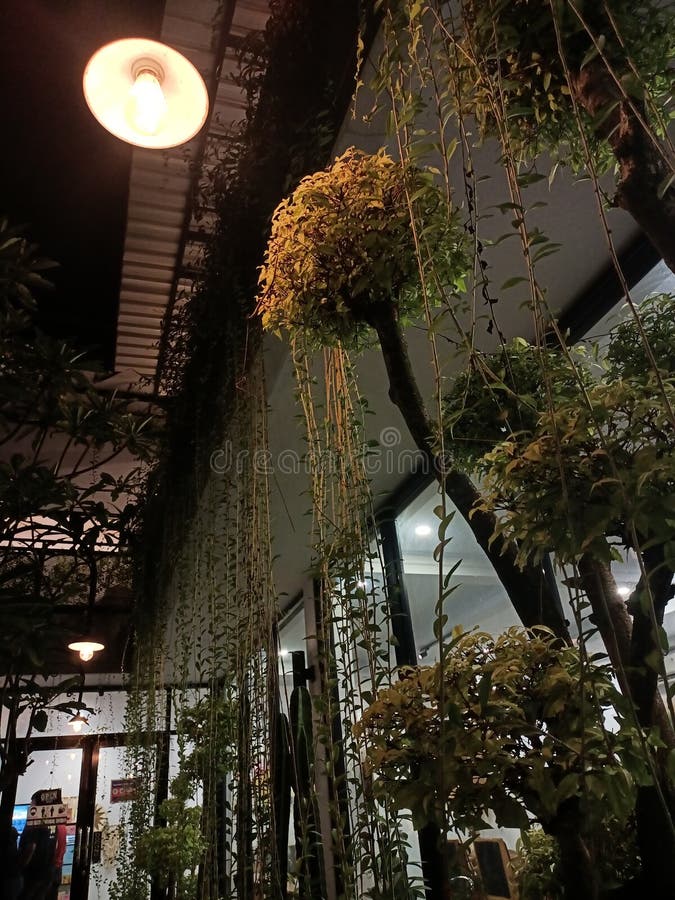 Light on the Tree from the Street Lamp Stock Photo - Image of street ...