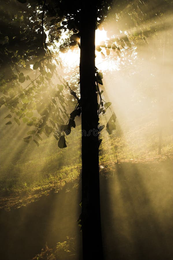 Sun rays stock photo. Image of forest, summer, rays, wood - 3872594