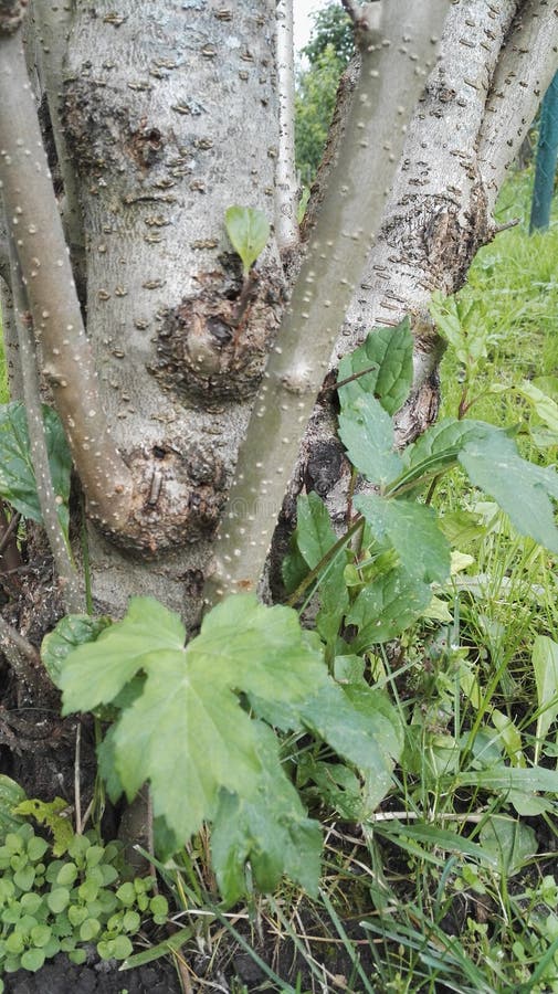 Light tree trunk top view stock photo. Image of tree - 162962534