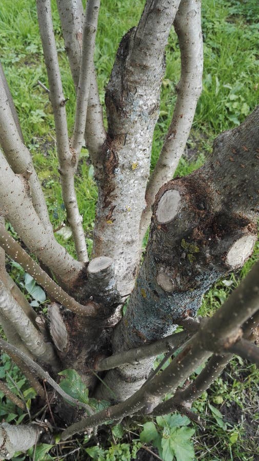 Light tree trunk top view stock photo. Image of trunk - 162962756